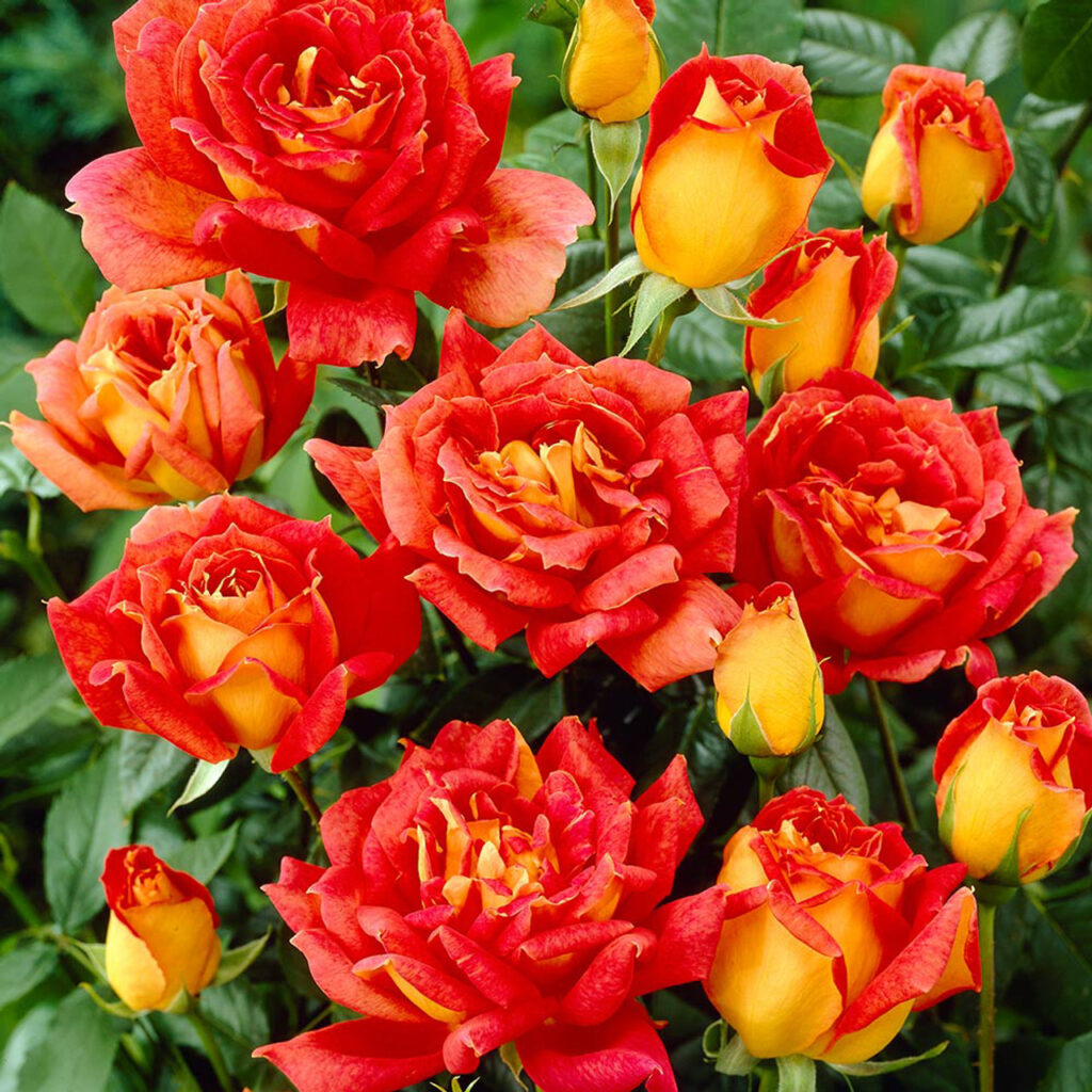 Rosa ‘Piccadilly’ — Mustvee Puukool OÜ